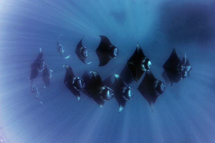 Manta Rays Maldives Scuba diving | Maldives Diving Package